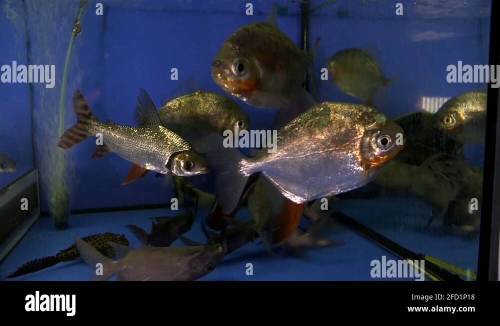 Wimple Piranha Fish Swimming Quickly Around A Blue Aquarium Tank Eating ...
