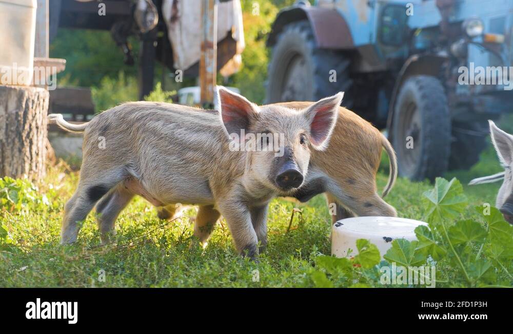 Funny cute little piglets animal Stock Videos & Footage - HD and 4K ...