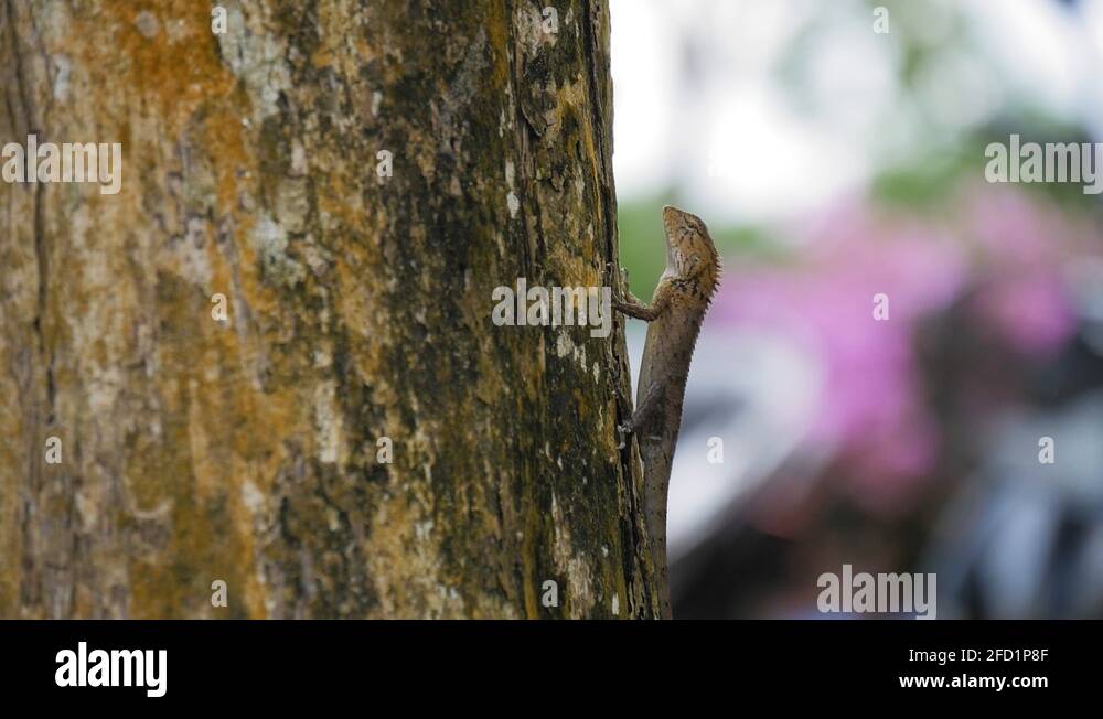 Tree lizards in asia Stock Videos & Footage - HD and 4K Video Clips - Alamy
