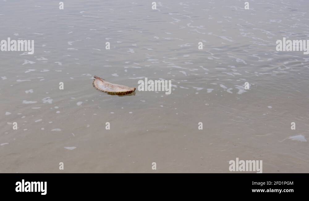Leftover shell Stock Videos & Footage - HD and 4K Video Clips - Alamy