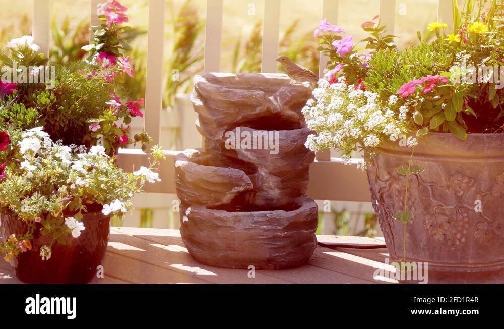 Female house finch drinking from a backyard water fountain - sunset ...