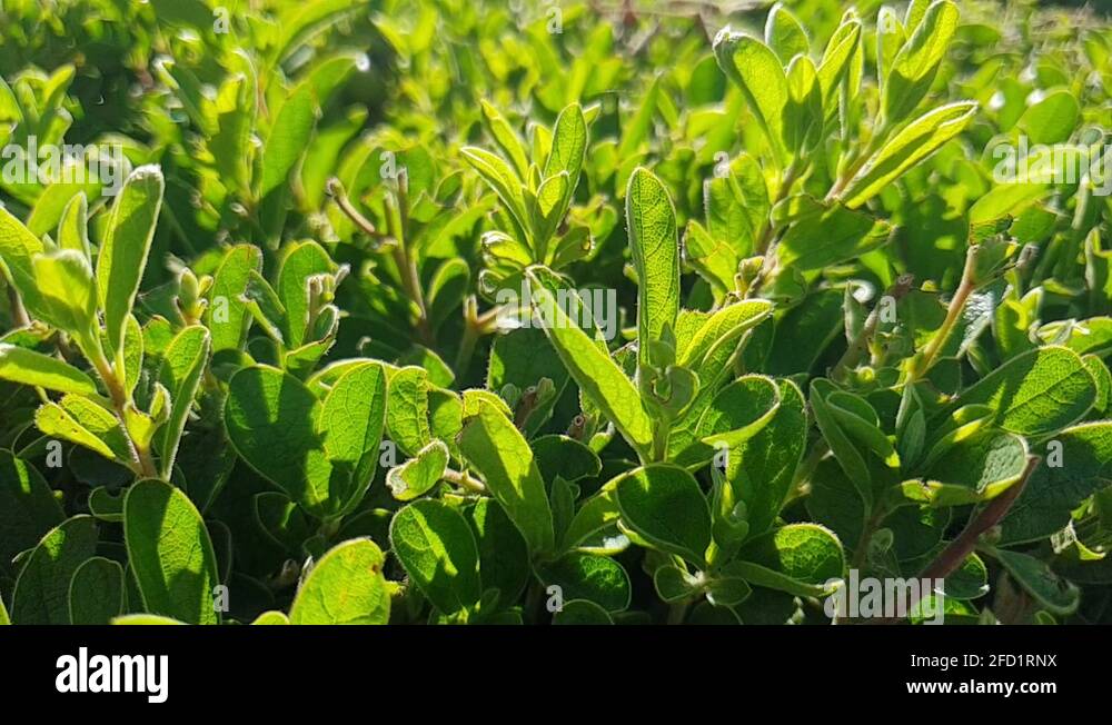 Beautiful green bush close Stock Videos & Footage - HD and 4K Video ...