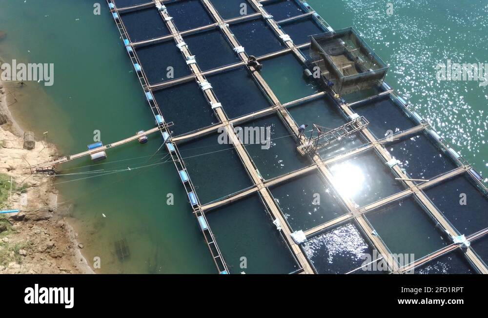 Pisciculture Stock Videos & Footage - HD and 4K Video Clips - Alamy
