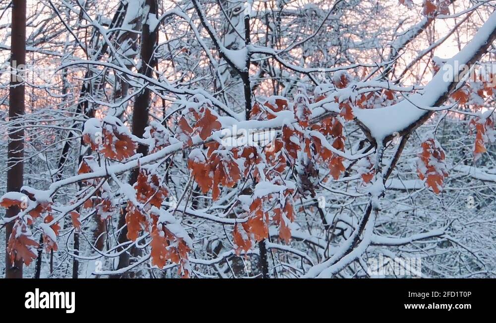 Snow on trees tree Stock Videos & Footage - HD and 4K Video Clips - Alamy