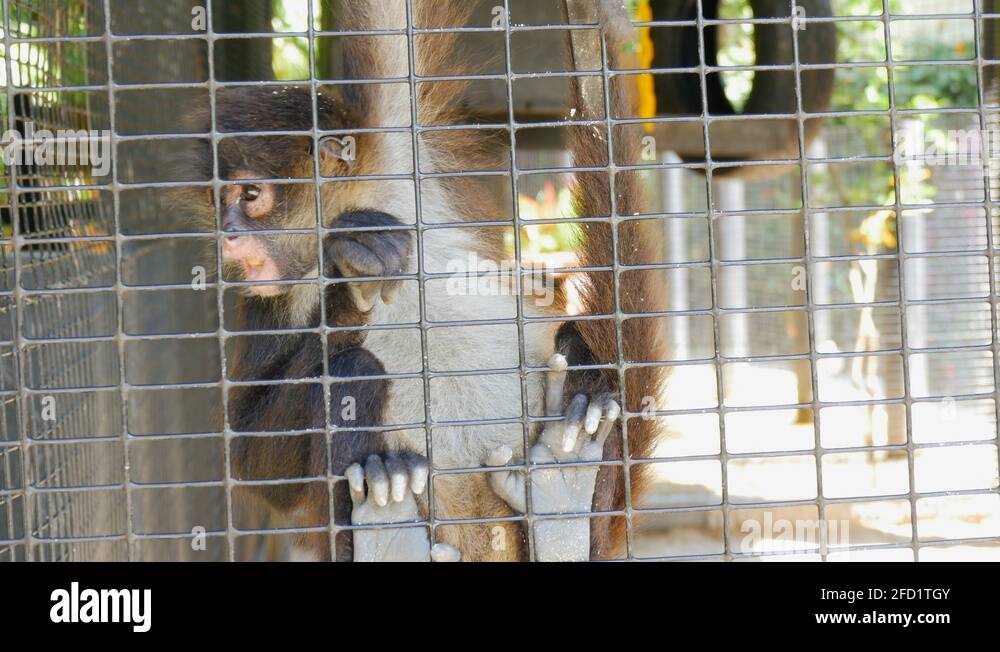 Baby monkey cage Stock Videos & Footage - HD and 4K Video Clips - Alamy