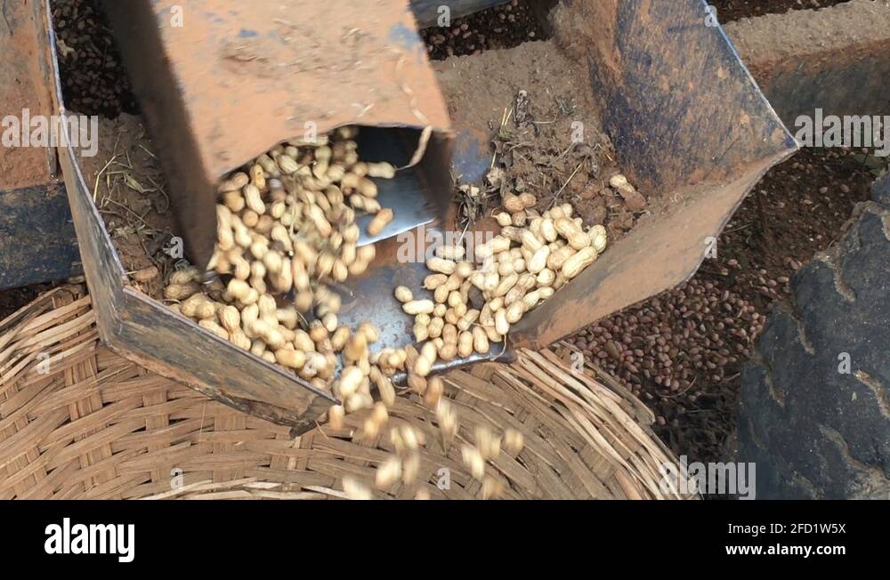 Peanut picker Stock Videos & Footage - HD and 4K Video Clips - Alamy