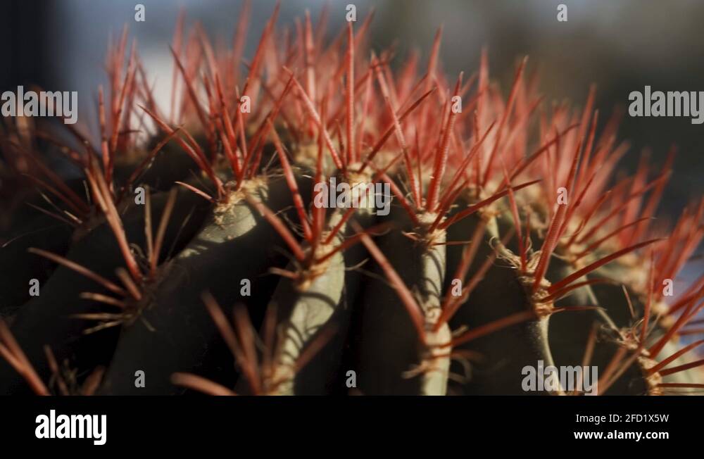 Cactus spikes Stock Videos & Footage - HD and 4K Video Clips - Alamy