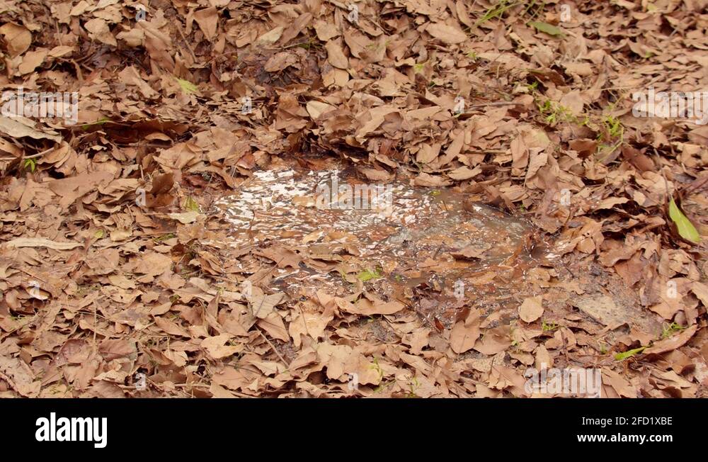 Quagmire landscape Stock Videos & Footage - HD and 4K Video Clips - Alamy