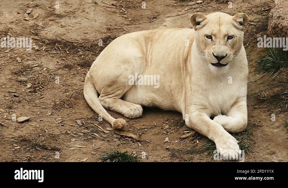 Portrait of a white lioness Stock Videos & Footage - HD and 4K Video ...