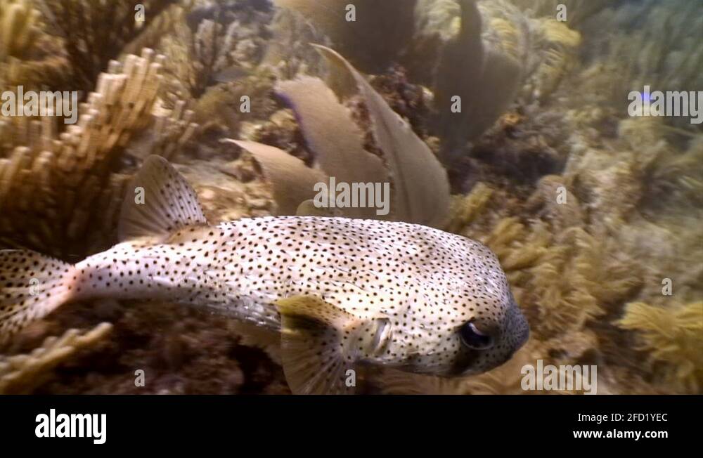 Cuba marine life Stock Videos & Footage - HD and 4K Video Clips - Alamy