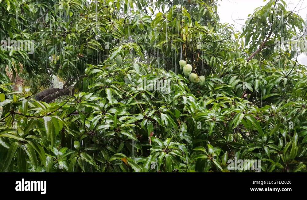 Mango tree in the rain Stock Video Footage - Alamy