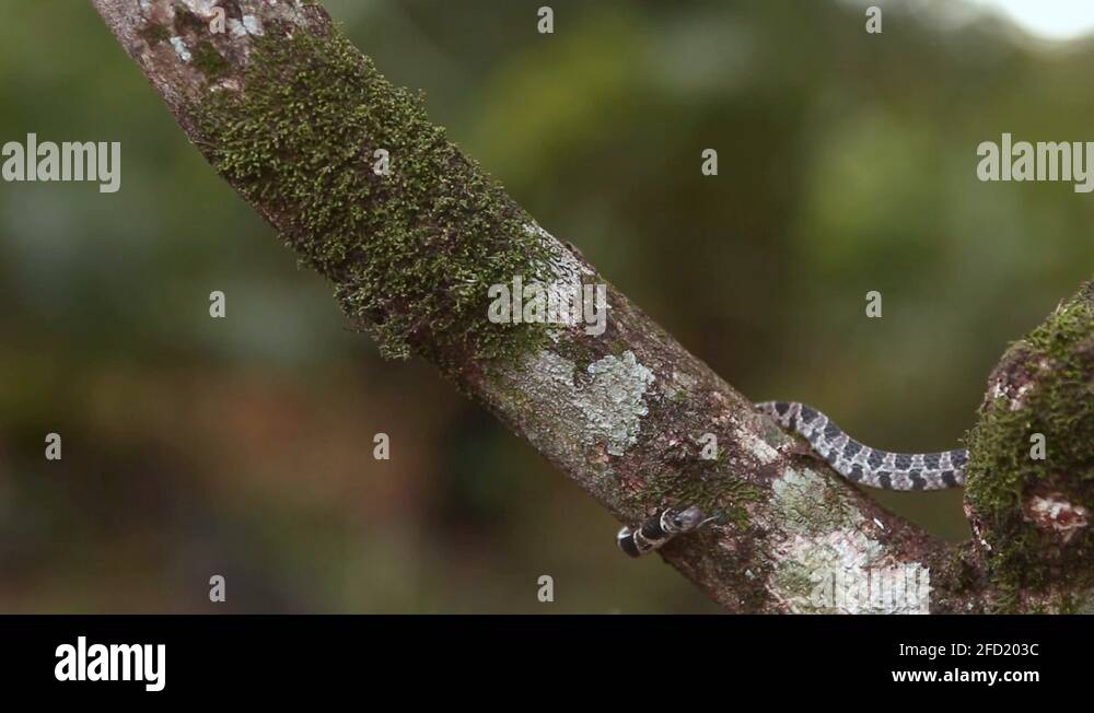 Tropical rainforest snake Stock Videos & Footage - HD and 4K Video ...