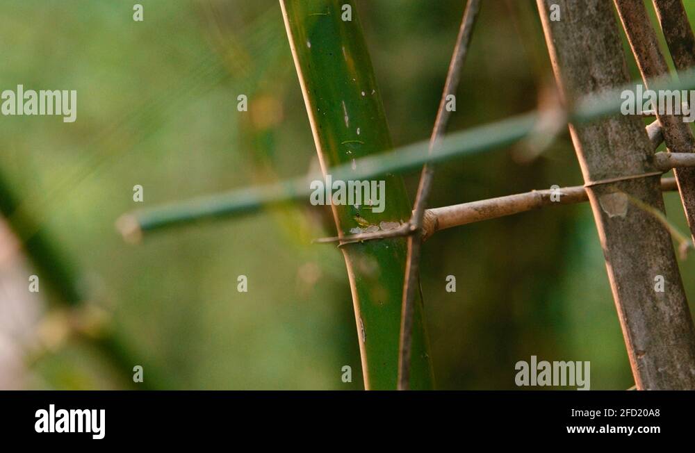 Cut bamboo Stock Videos & Footage - HD and 4K Video Clips - Alamy