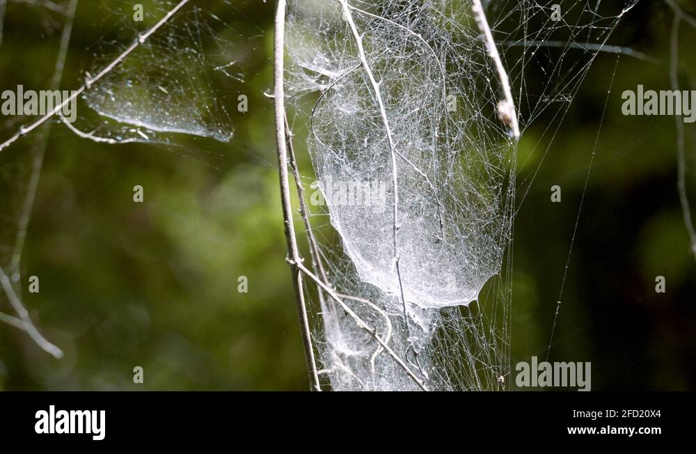 Beautiful spider nets Stock Videos & Footage - HD and 4K Video Clips ...