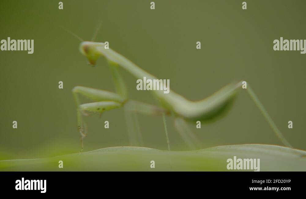 Grasshopper forest Stock Videos & Footage - HD and 4K Video Clips - Alamy