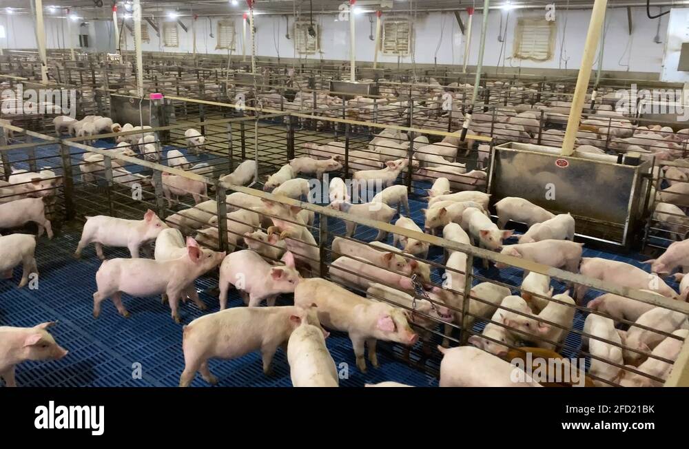Hog manure Stock Videos & Footage - HD and 4K Video Clips - Alamy