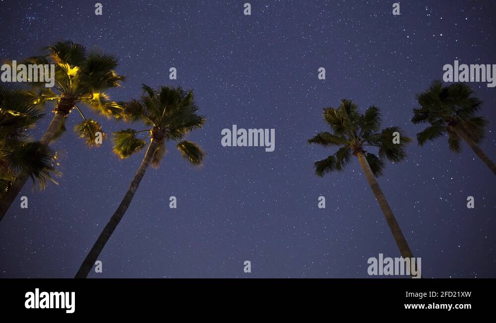 Stars spin behind tall palm trees before night sky lightens with the ...