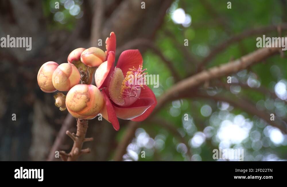 Pagoda tree flower Stock Videos & Footage - HD and 4K Video Clips - Alamy