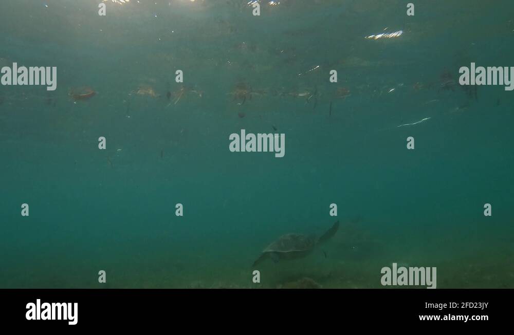 Sea turtles eye Stock Videos & Footage - HD and 4K Video Clips - Alamy