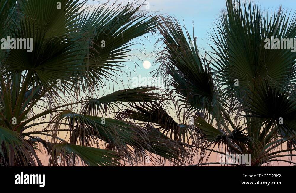 Moon sunset palm trees Stock Videos & Footage - HD and 4K Video Clips ...