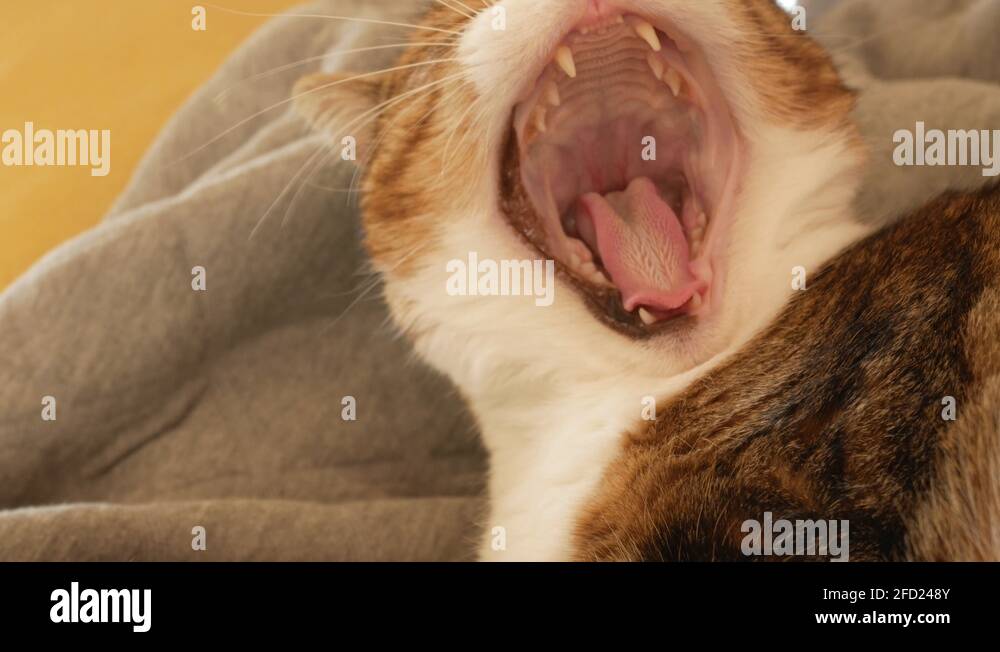 Cat staring into camera Stock Videos & Footage - HD and 4K Video Clips ...