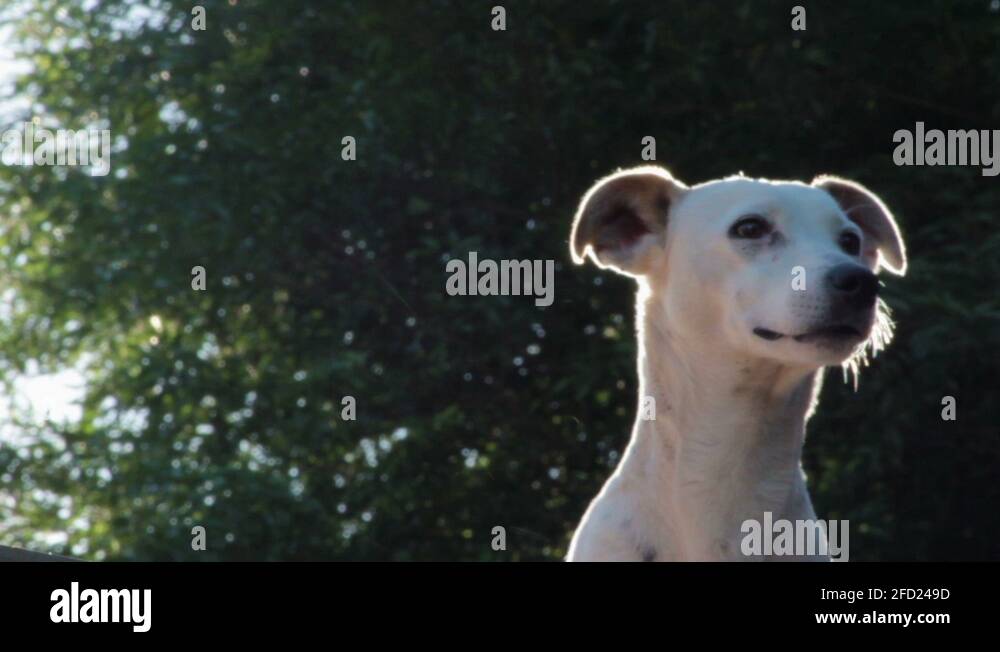 White female dog Stock Videos & Footage - HD and 4K Video Clips - Alamy