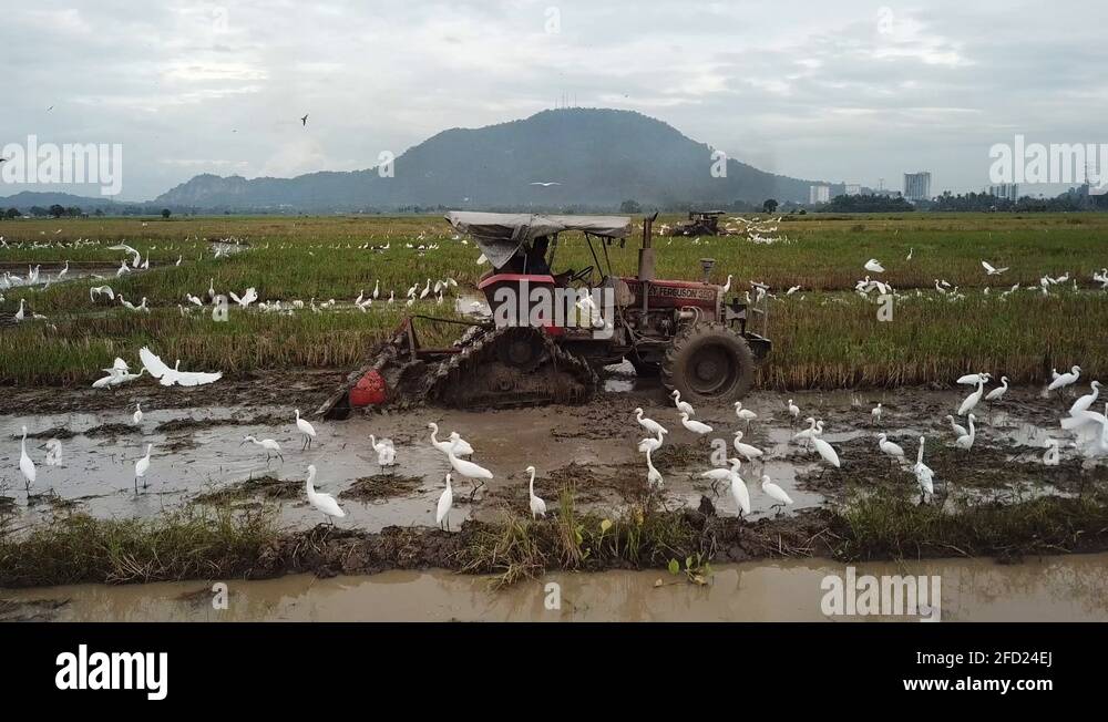 Tractor plowing rice paddy Stock Videos & Footage - HD and 4K Video ...