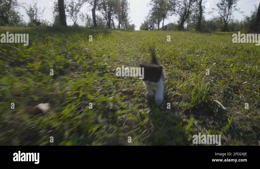Kitten running in grass Stock Videos & Footage - HD and 4K Video Clips ...