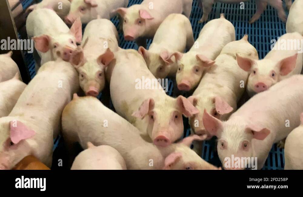China pig farm Stock Videos & Footage - HD and 4K Video Clips - Alamy