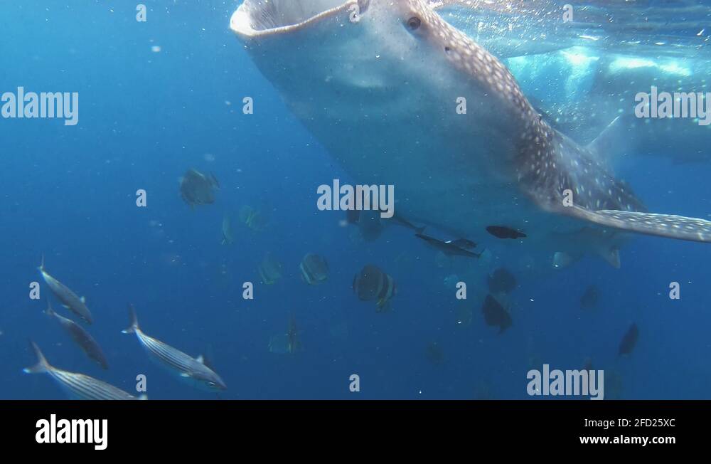 Eat plankton Stock Videos & Footage - HD and 4K Video Clips - Alamy