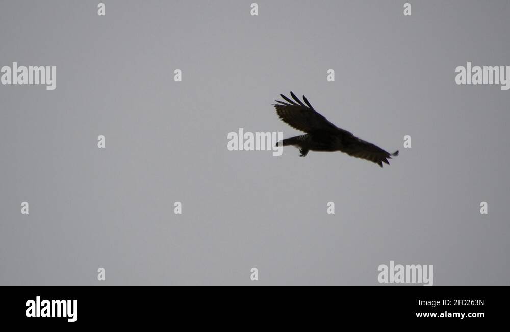 Harris falcon Stock Videos & Footage - HD and 4K Video Clips - Alamy