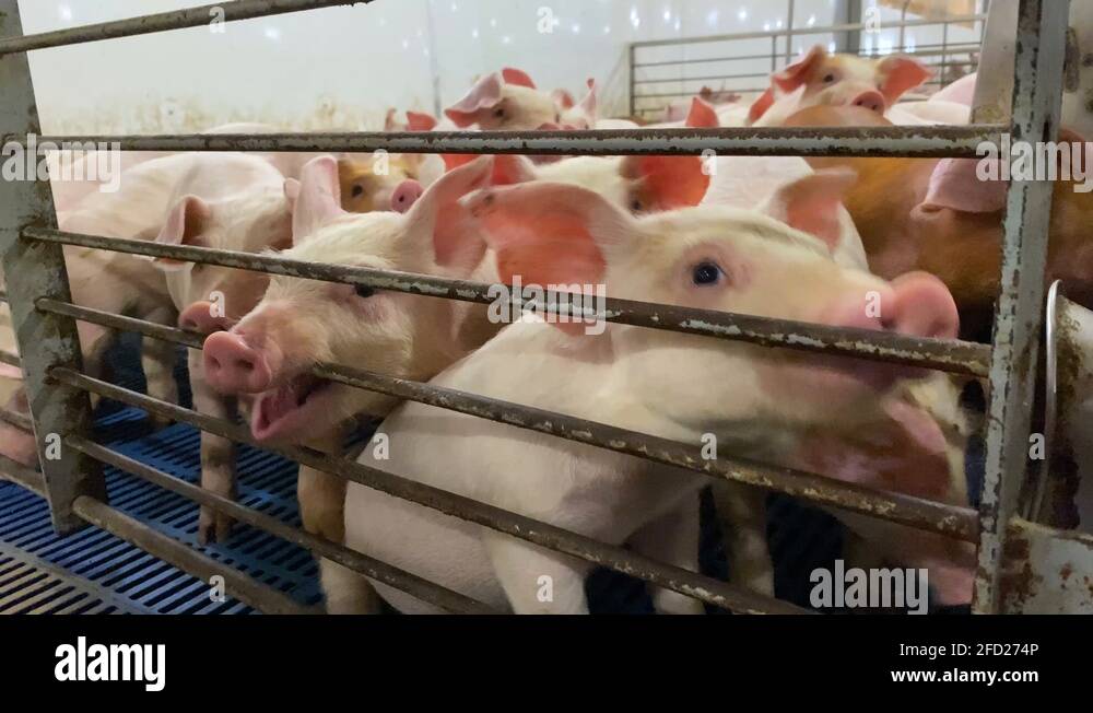 Hog production Stock Videos & Footage - HD and 4K Video Clips - Alamy