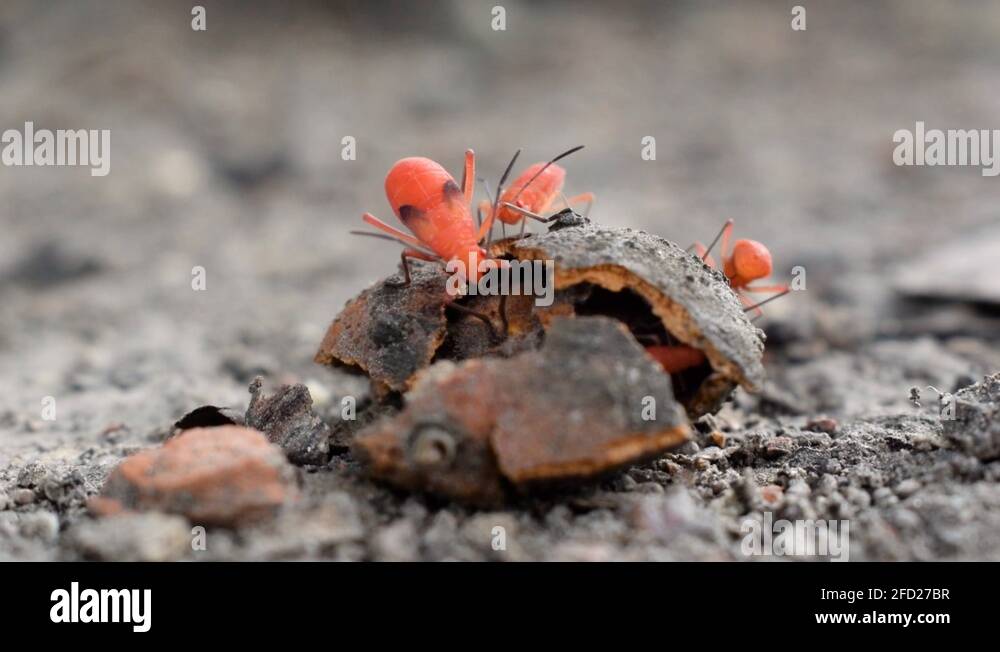 Fruits and insects Stock Videos & Footage - HD and 4K Video Clips - Alamy