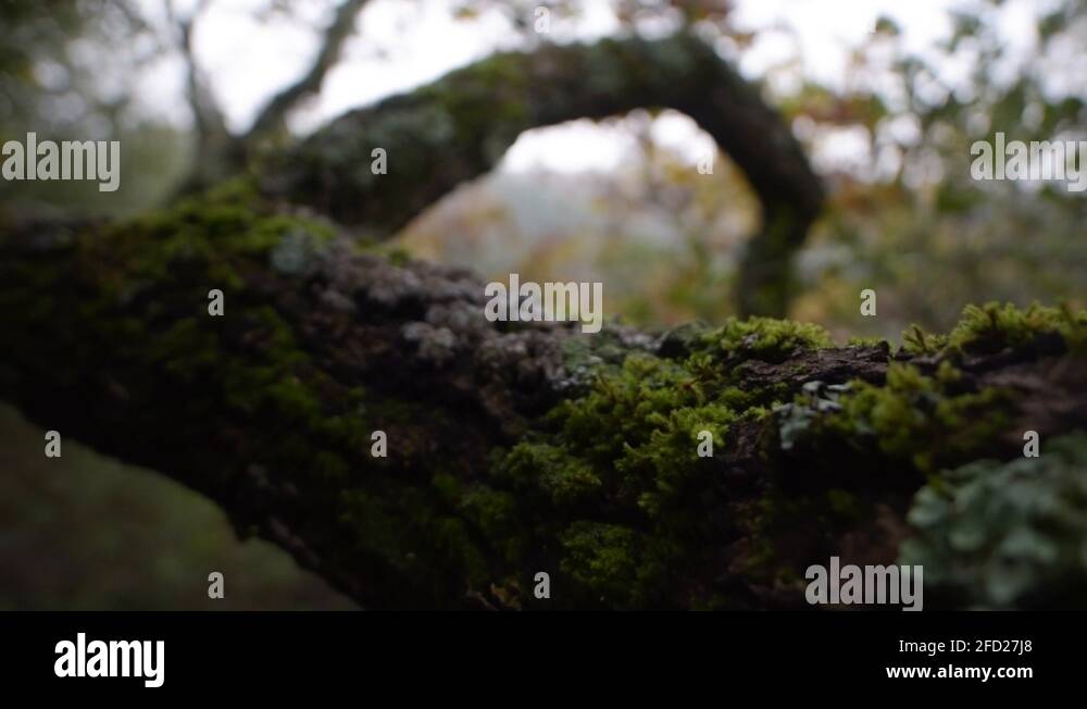 Tree green algae tree trunk Stock Videos & Footage - HD and 4K Video ...