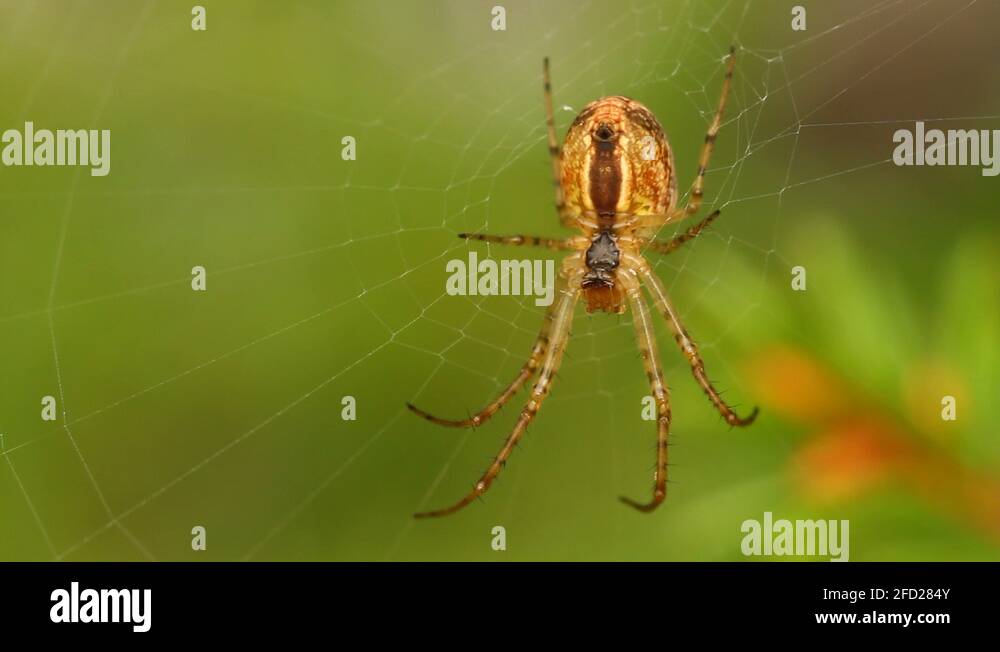 Female arachnid invertebrate Stock Videos & Footage - HD and 4K Video ...