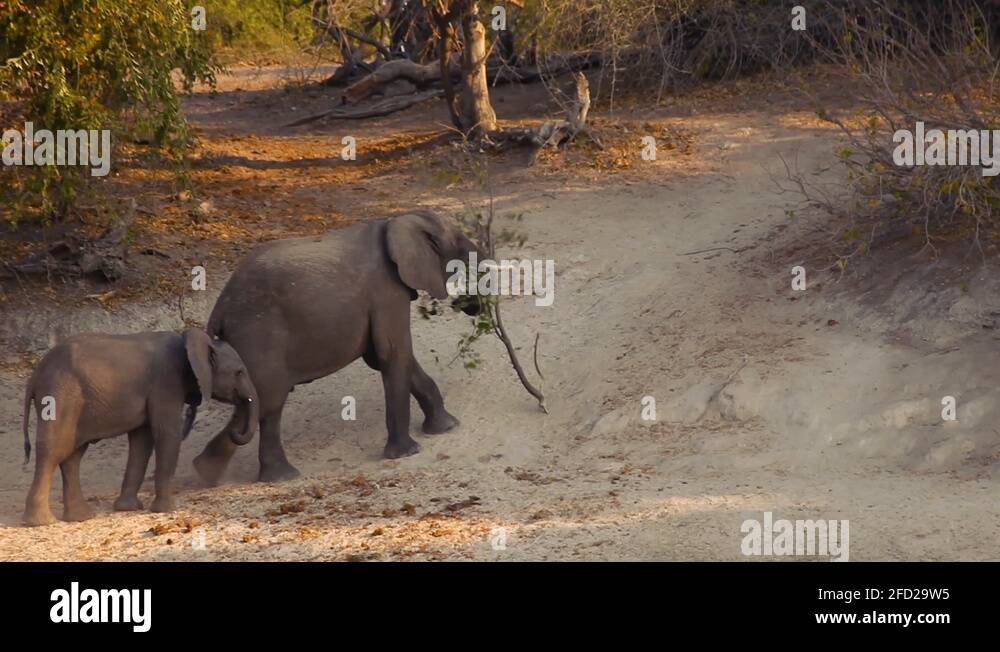 Elephant carrying tree trunk calves Stock Videos & Footage - HD and 4K ...