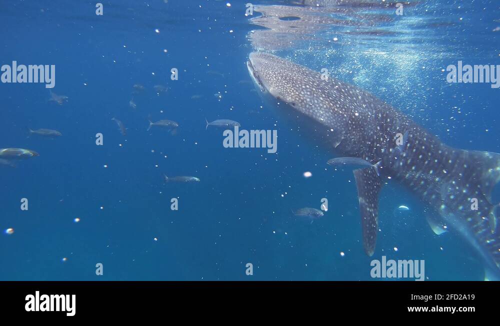 A whale shark eats plankton just below the sea surface while swimming ...