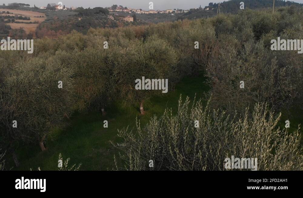 Tuscany olive oil trees Stock Videos & Footage - HD and 4K Video Clips ...