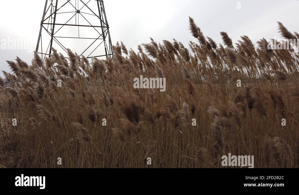 Wheat power line Stock Videos & Footage - HD and 4K Video Clips - Alamy