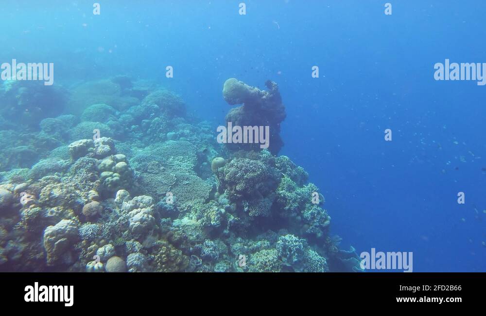 Fish underwater scenery Stock Videos & Footage - HD and 4K Video Clips ...