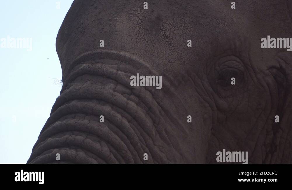 Elephant eyes Stock Videos & Footage - HD and 4K Video Clips - Alamy