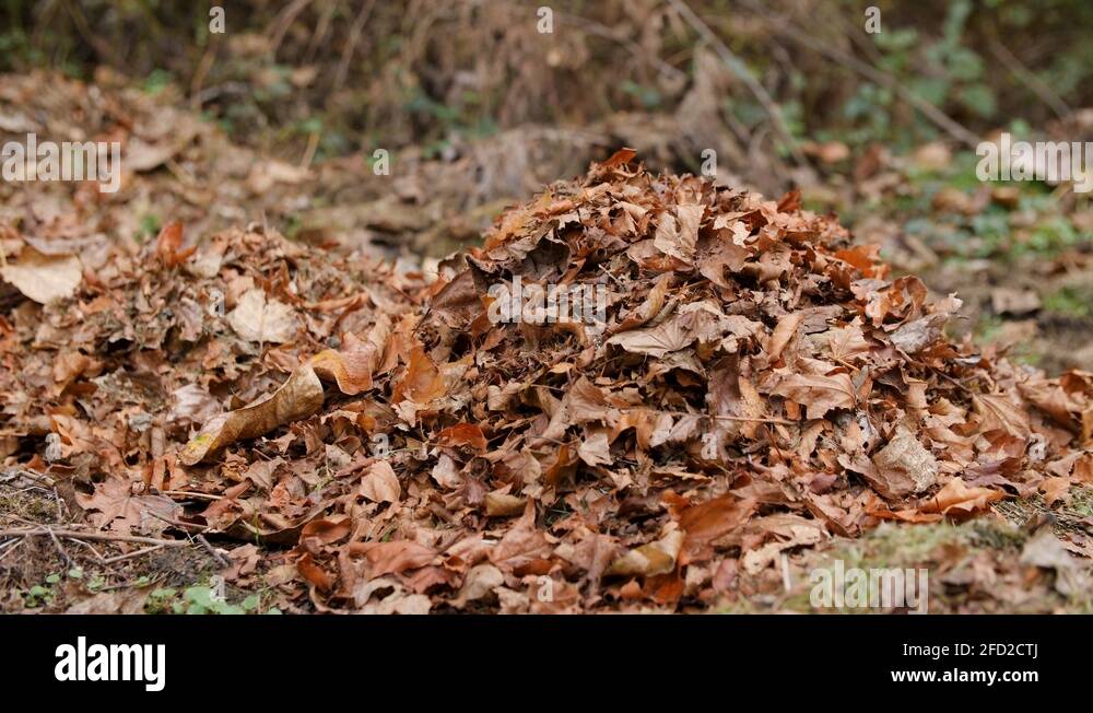 Dead pile of leaves Stock Videos & Footage - HD and 4K Video Clips - Alamy
