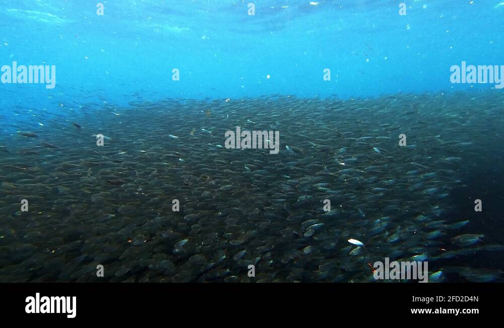 Swarm of sardines Stock Videos & Footage - HD and 4K Video Clips - Alamy