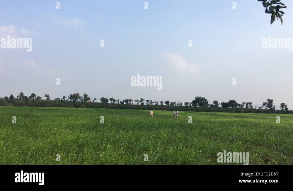 Grassland of india Stock Videos & Footage - HD and 4K Video Clips - Alamy