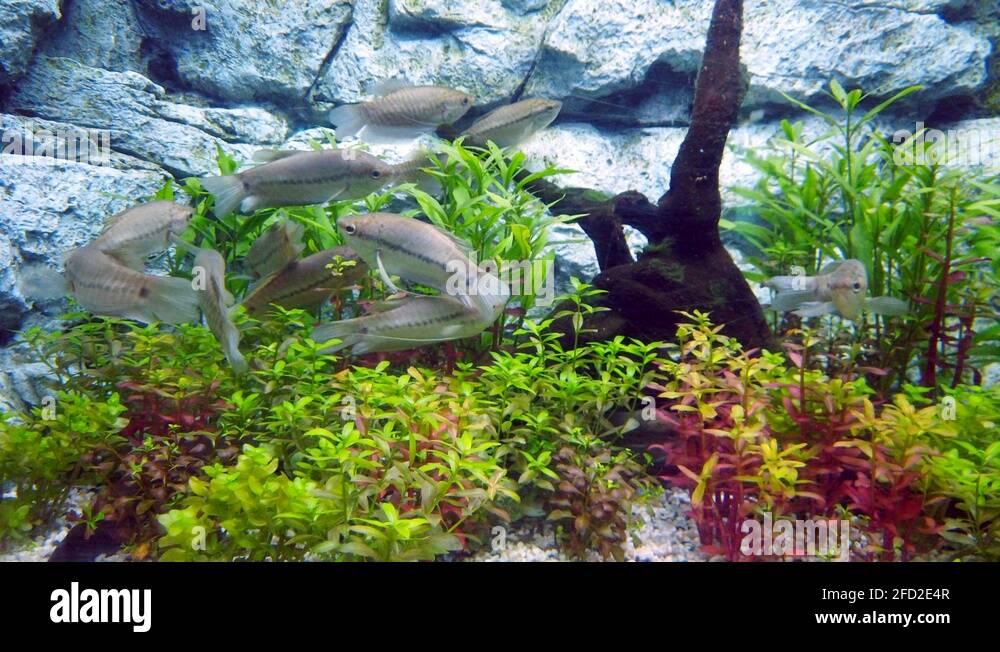 Trichogaster pectoralis pectoralis Stock Videos & Footage - HD and 4K ...