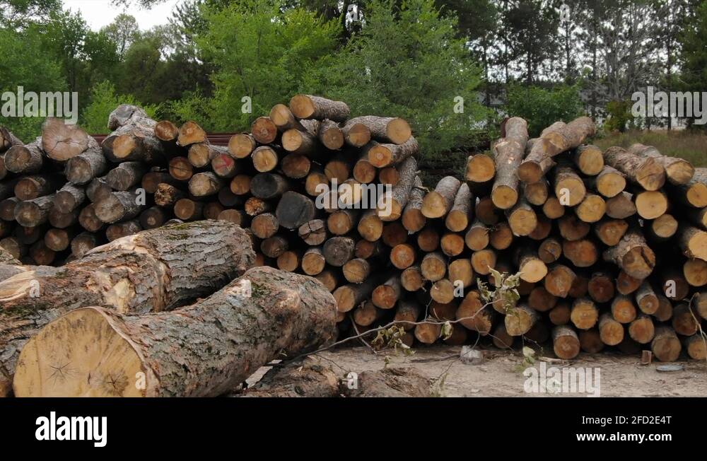 Cutting down ash trees Stock Videos & Footage - HD and 4K Video Clips ...