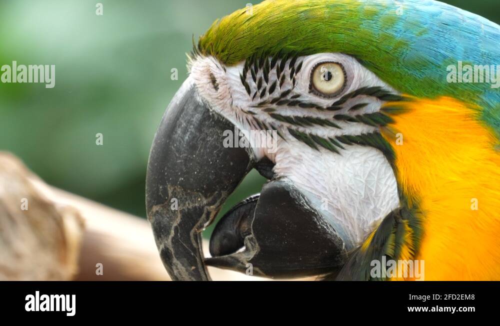 Macro eye bird Stock Videos & Footage - HD and 4K Video Clips - Alamy