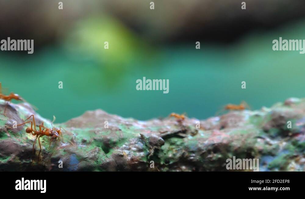 Tropical forest insects Stock Videos & Footage - HD and 4K Video Clips ...