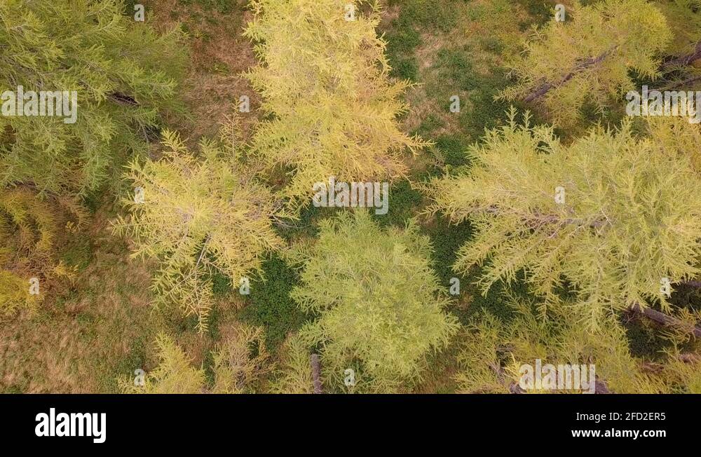 Larch tree wood texture Stock Videos & Footage - HD and 4K Video Clips ...