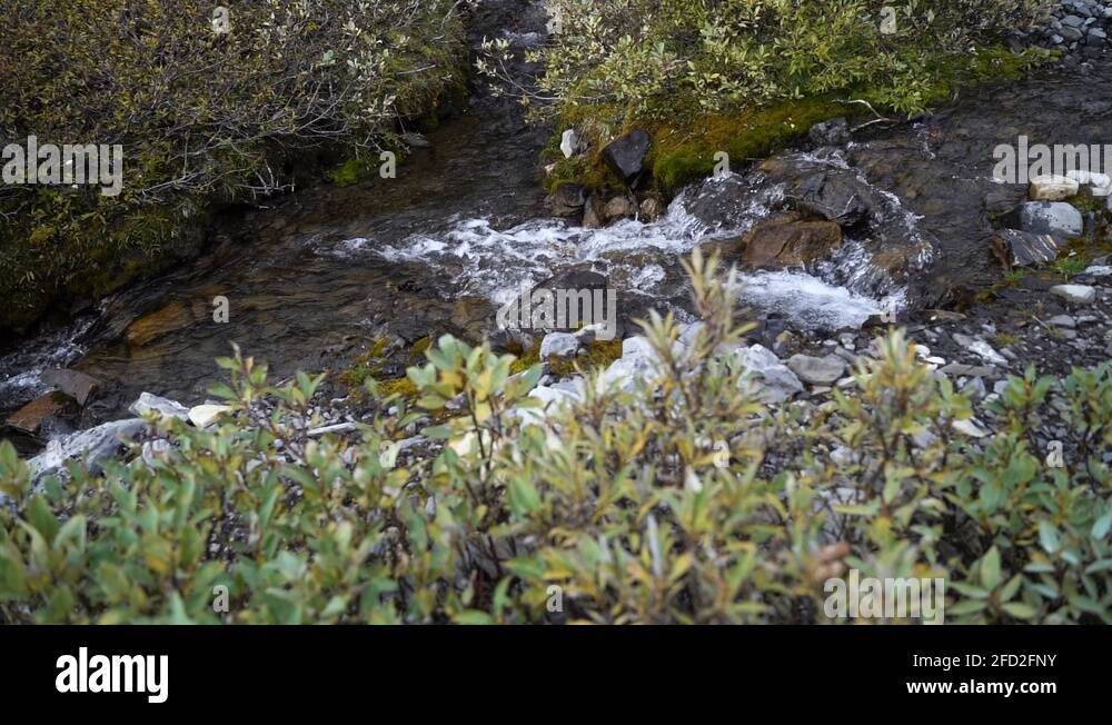 Shrubs in foreground Stock Videos & Footage - HD and 4K Video Clips - Alamy